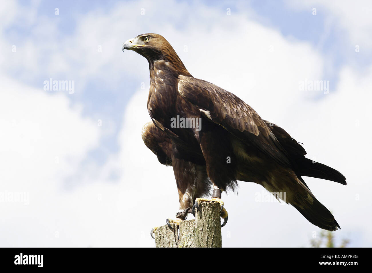 Golden eagle on stand hi-res stock photography and images - Alamy