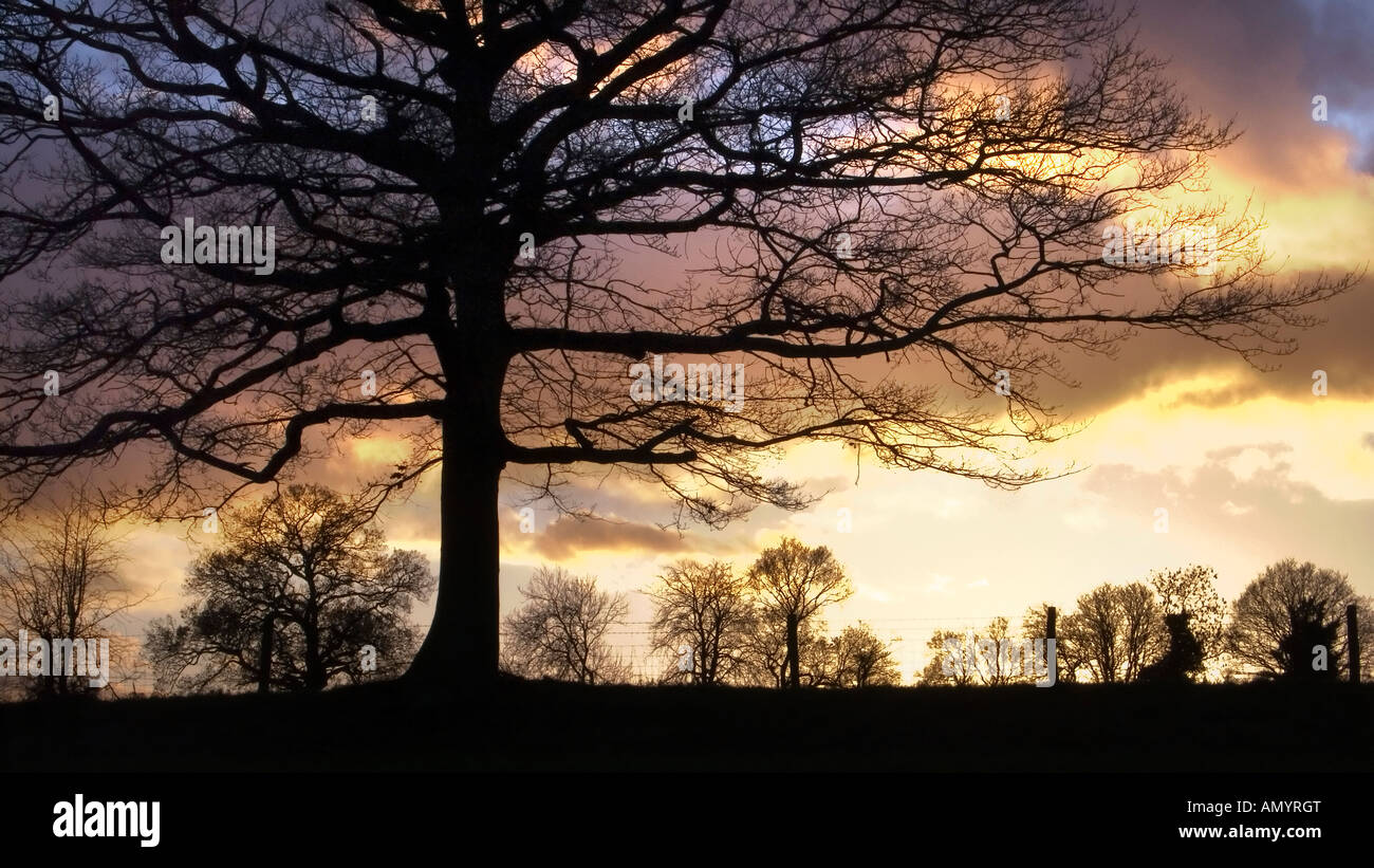 Moody Landscape. Sunset with winter trees Stock Photo - Alamy