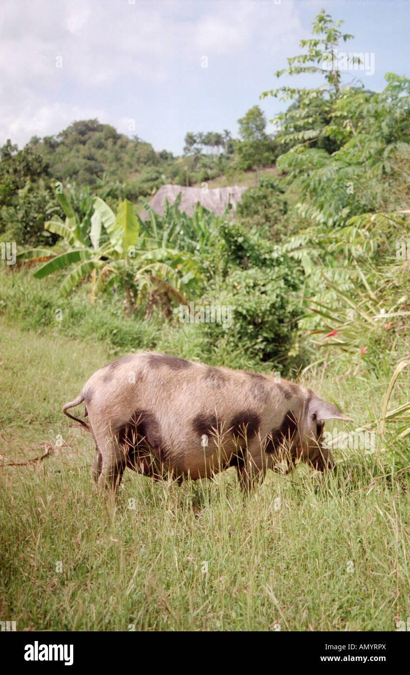 Large spotted pig in the countryside on a farm near Banes, Cuba Stock ...