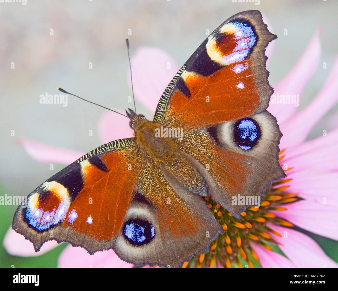 Butterfly Inachis io feeding on Cone flower Echinacea purpurea Stock ...