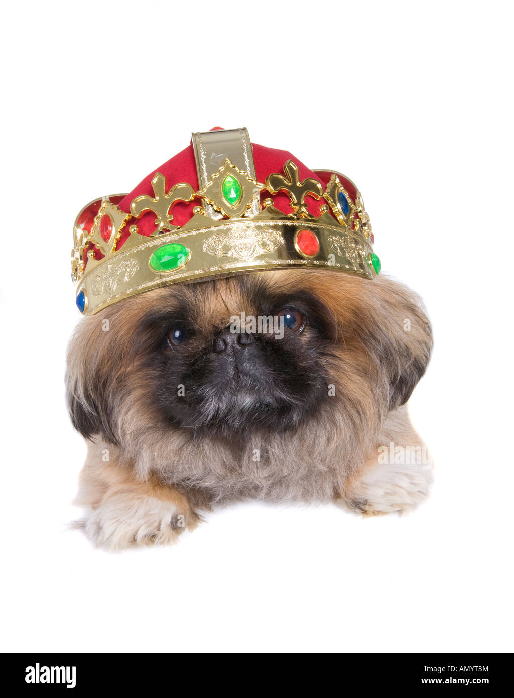 Can Pekingese Eat Chicken