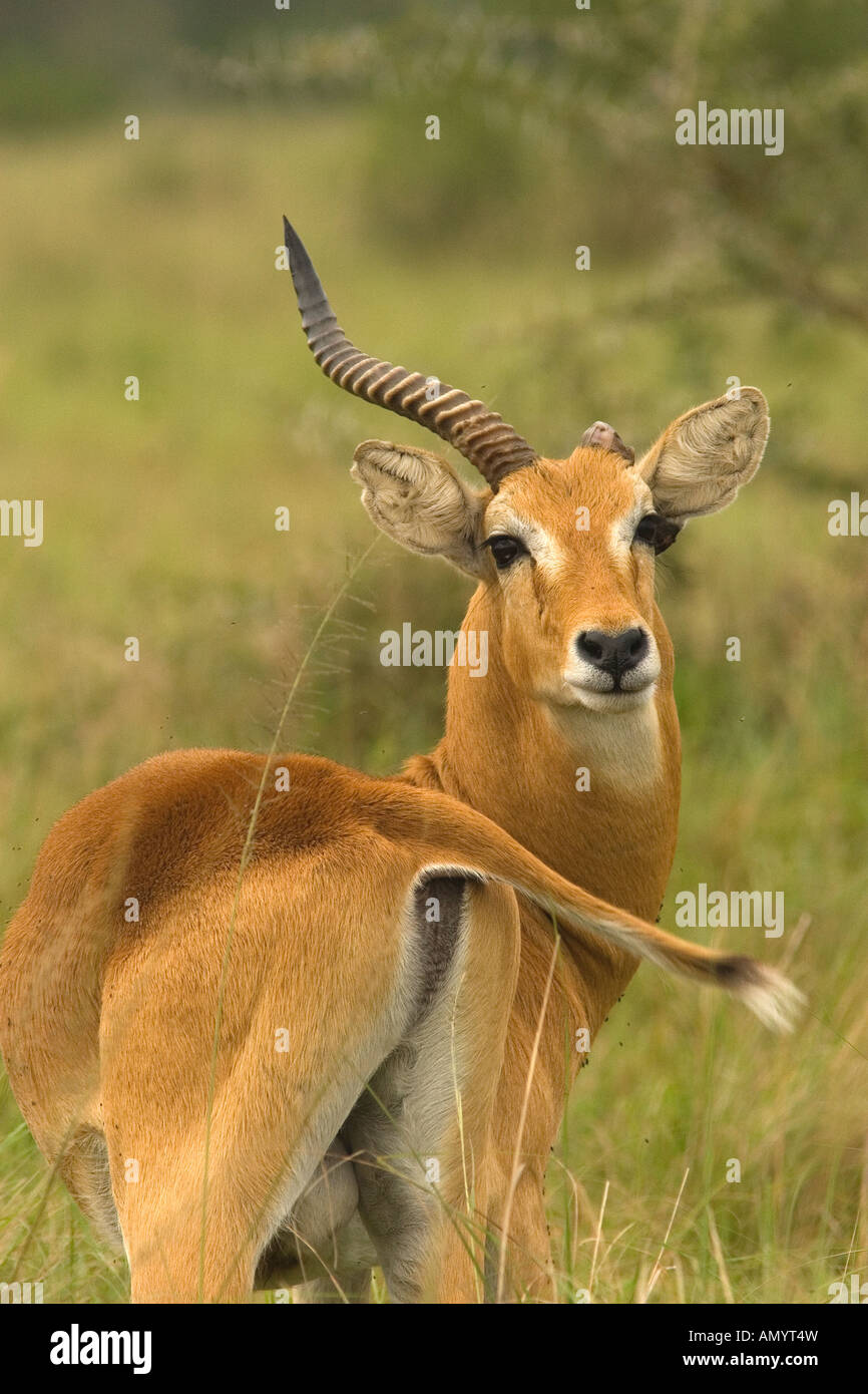 Kob ram, Kobus kob Stock Photo - Alamy