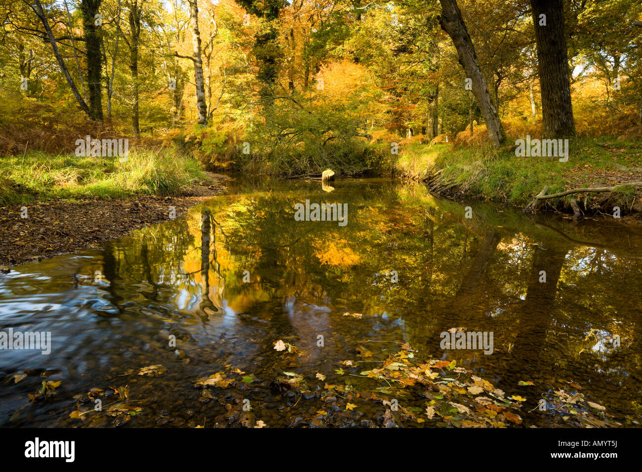 Black Water stream in the New Forest Hampshire UK Stock Photo - Alamy