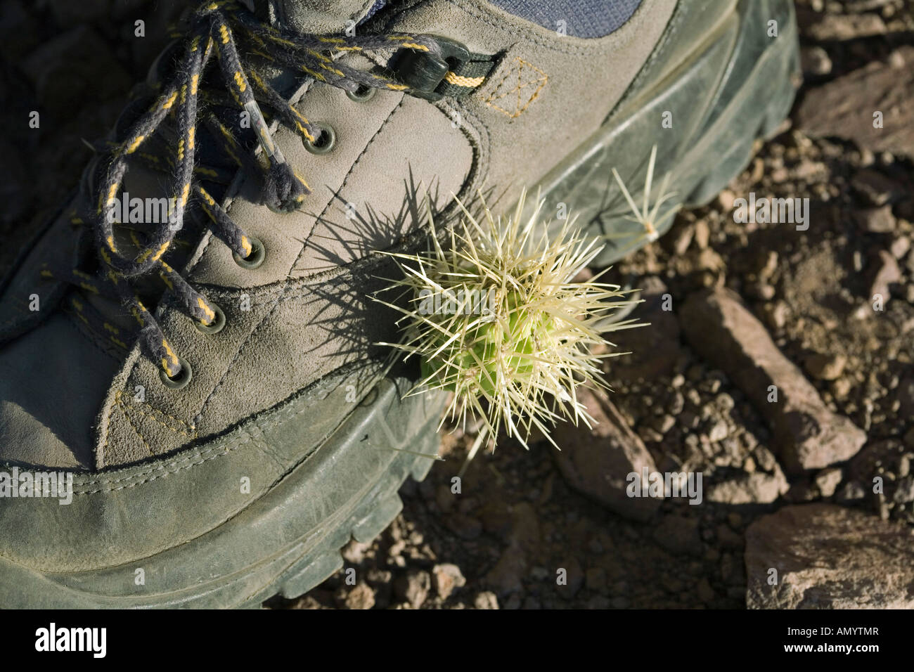 Teddy bear Cholla Cylindropuntia bigelovii ball stuck to a hikers shoe ...