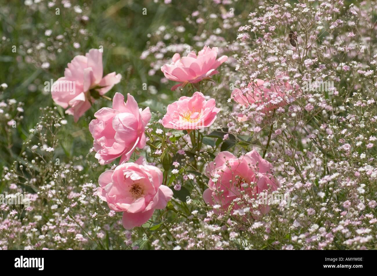 Rosebed hi-res stock photography and images - Alamy