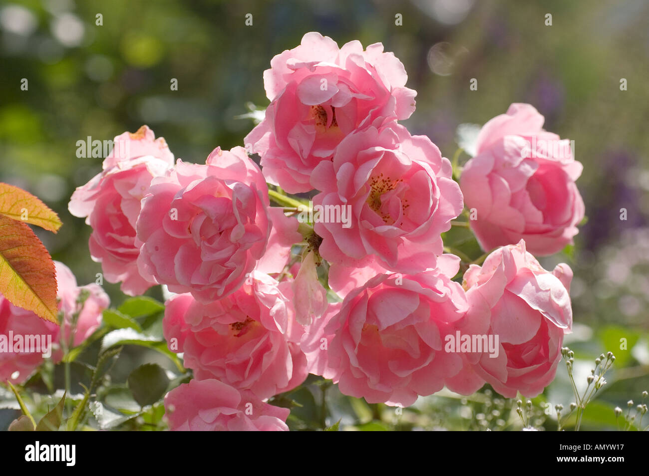 Rosebed hi-res stock photography and images - Alamy