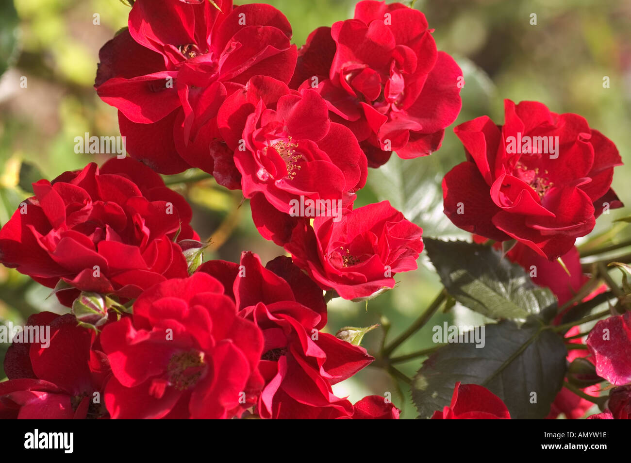 Rosebed hi-res stock photography and images - Alamy