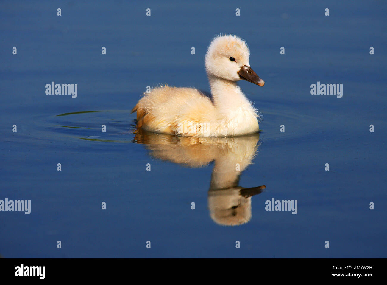 mute swan - fledgling swimming / Cygnus olor Stock Photo - Alamy