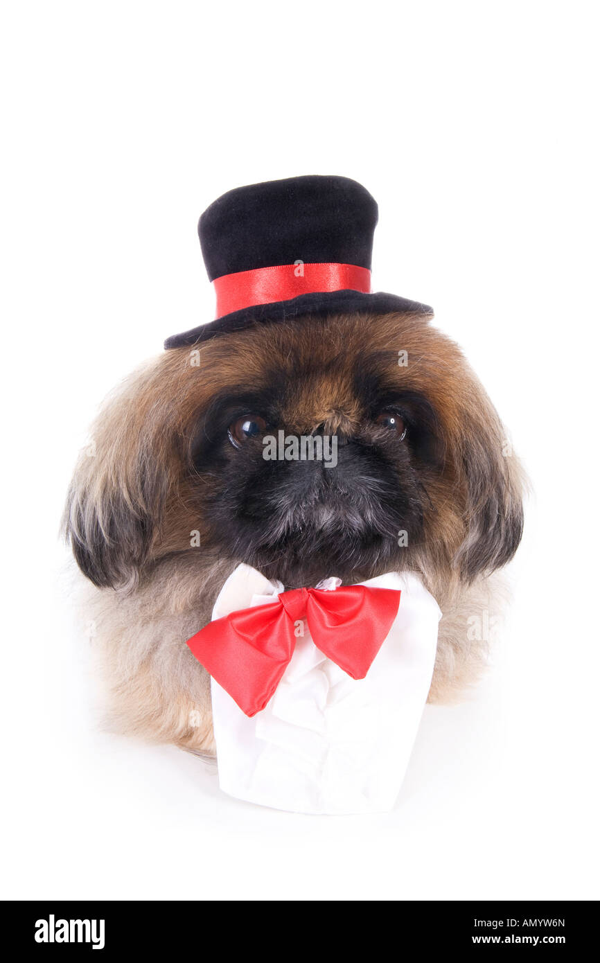 Dog top hat hi-res stock photography and images - Alamy