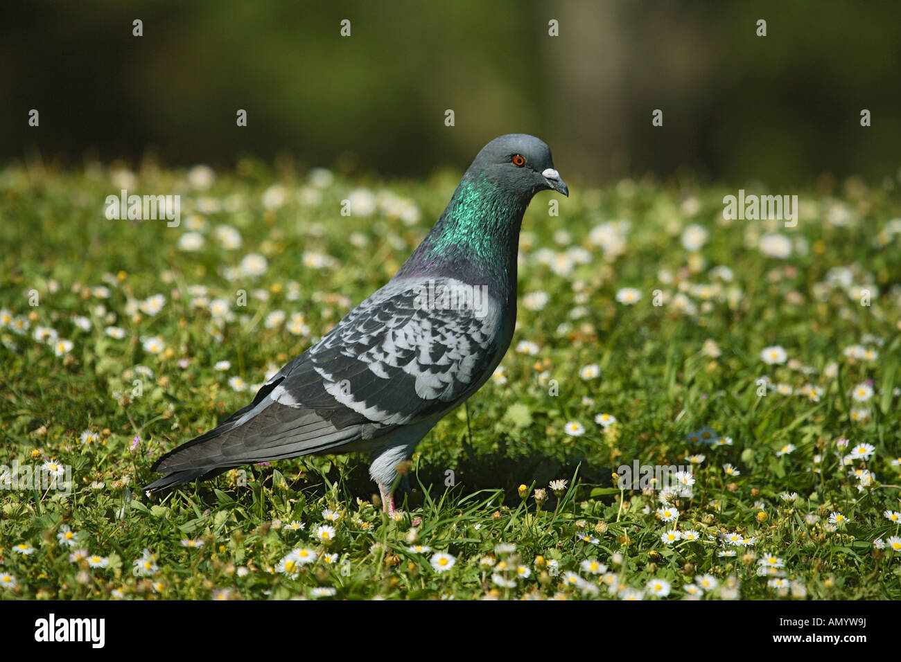domestic dove - standing on meadow Stock Photo - Alamy