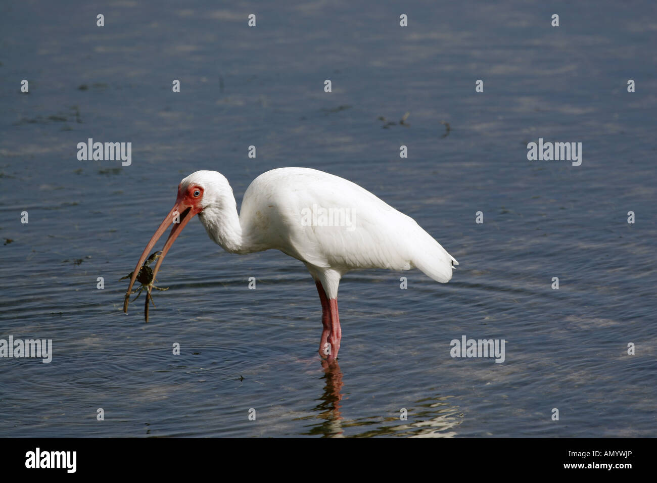Ibis eating Crab Stock Photo - Alamy