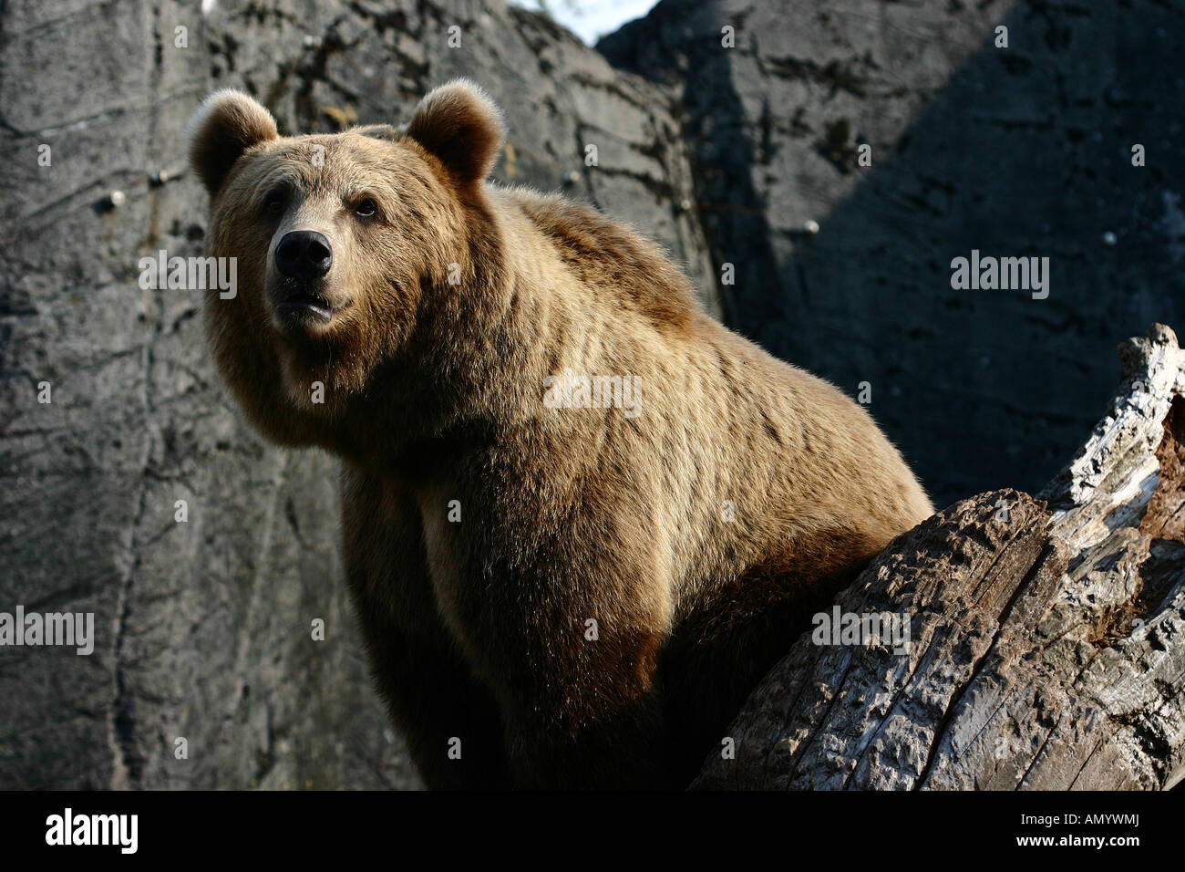 wild animals at the zoo of copenhagen Stock Photo - Alamy
