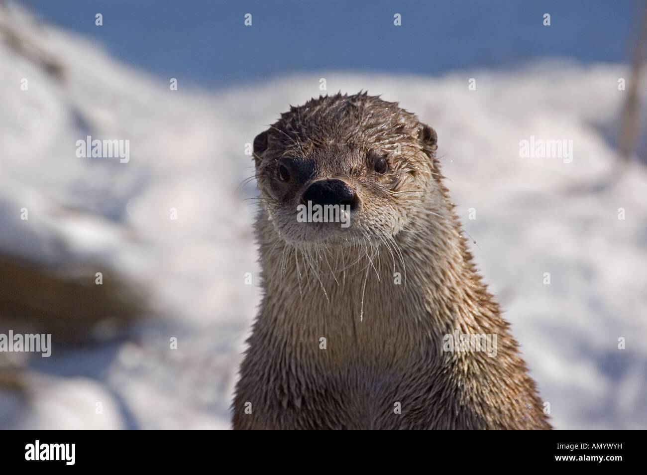 Northern River Otter in winter Stock Photo - Alamy