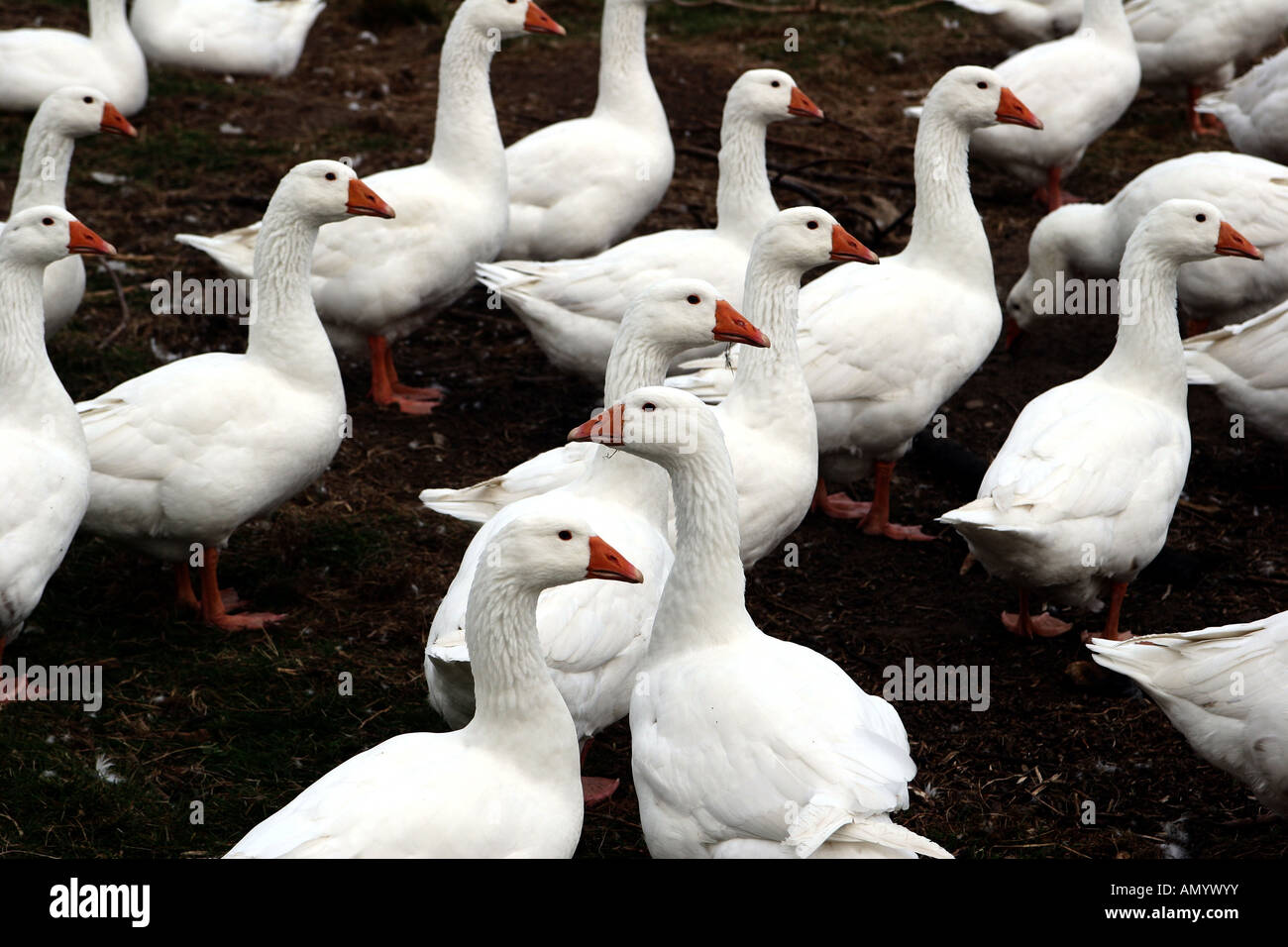 Danish goose hi-res stock photography and images - Alamy