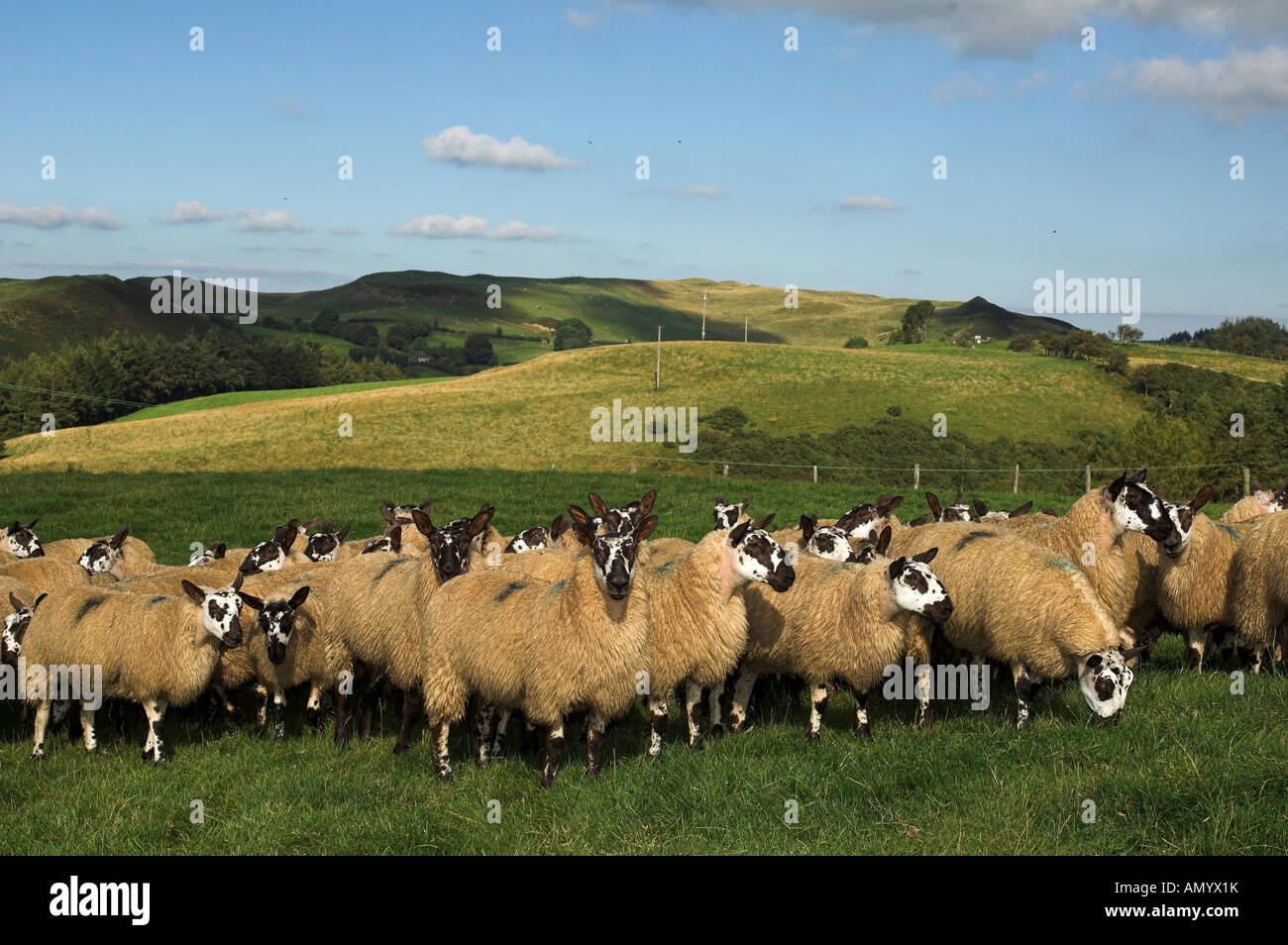 Welsh mules gimmers out of Beulah ewes sired by a Blue Faced leicester ...