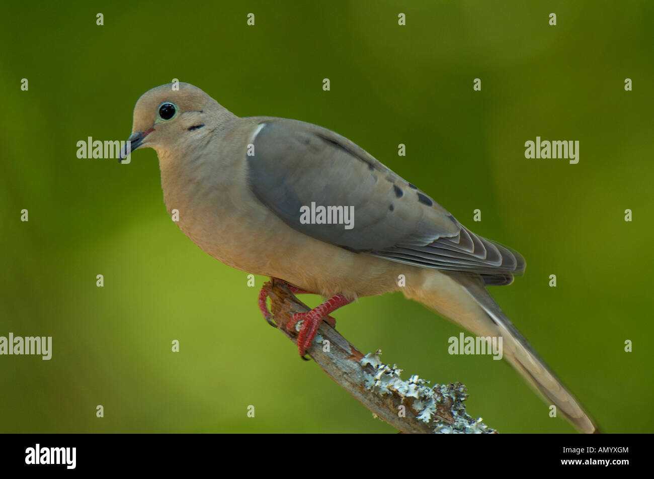 A Morning Dove perched on a branch Stock Photo - Alamy