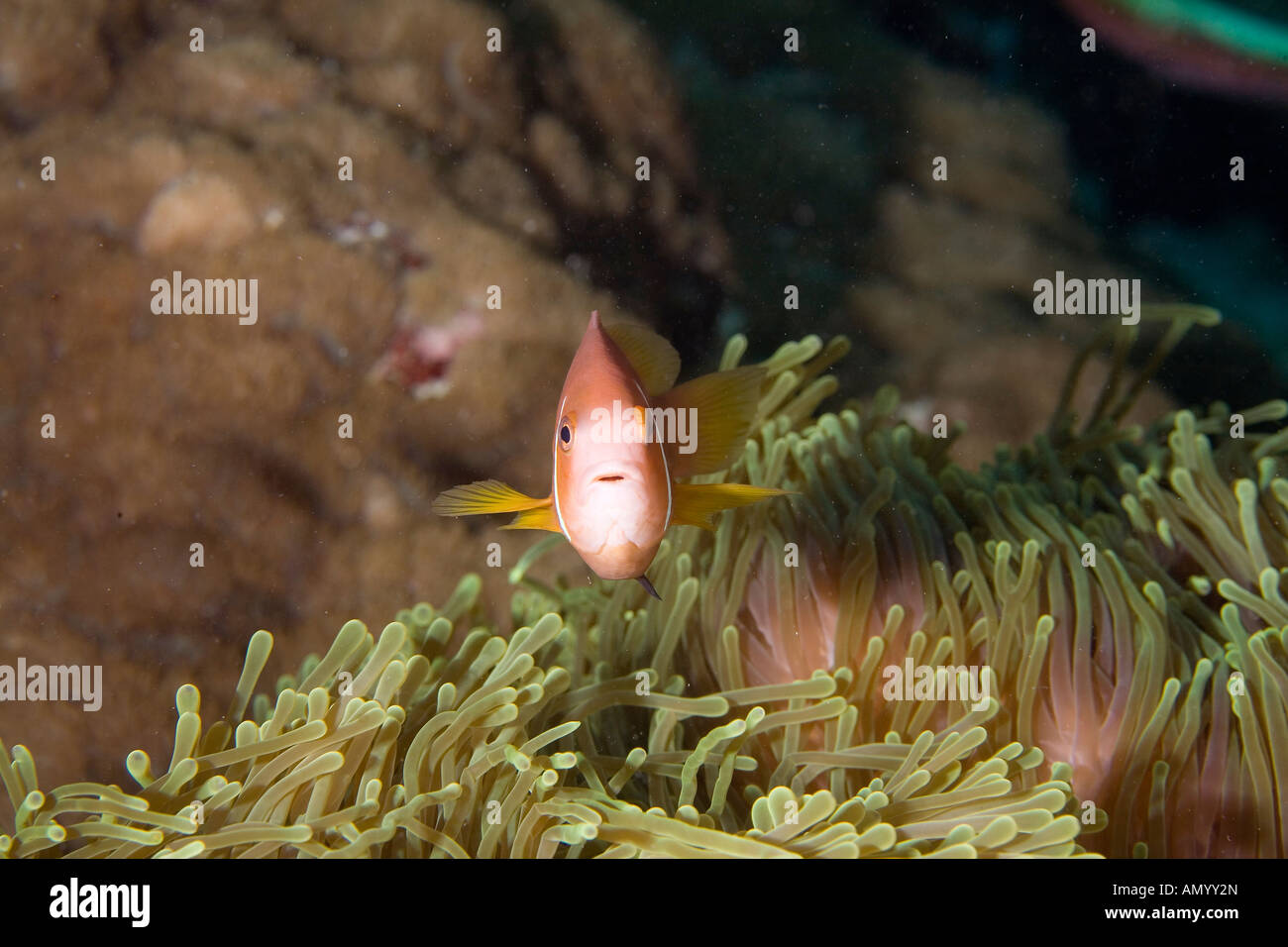 Pink Anemone Fish, false clown fish baros maldives Stock Photo - Alamy