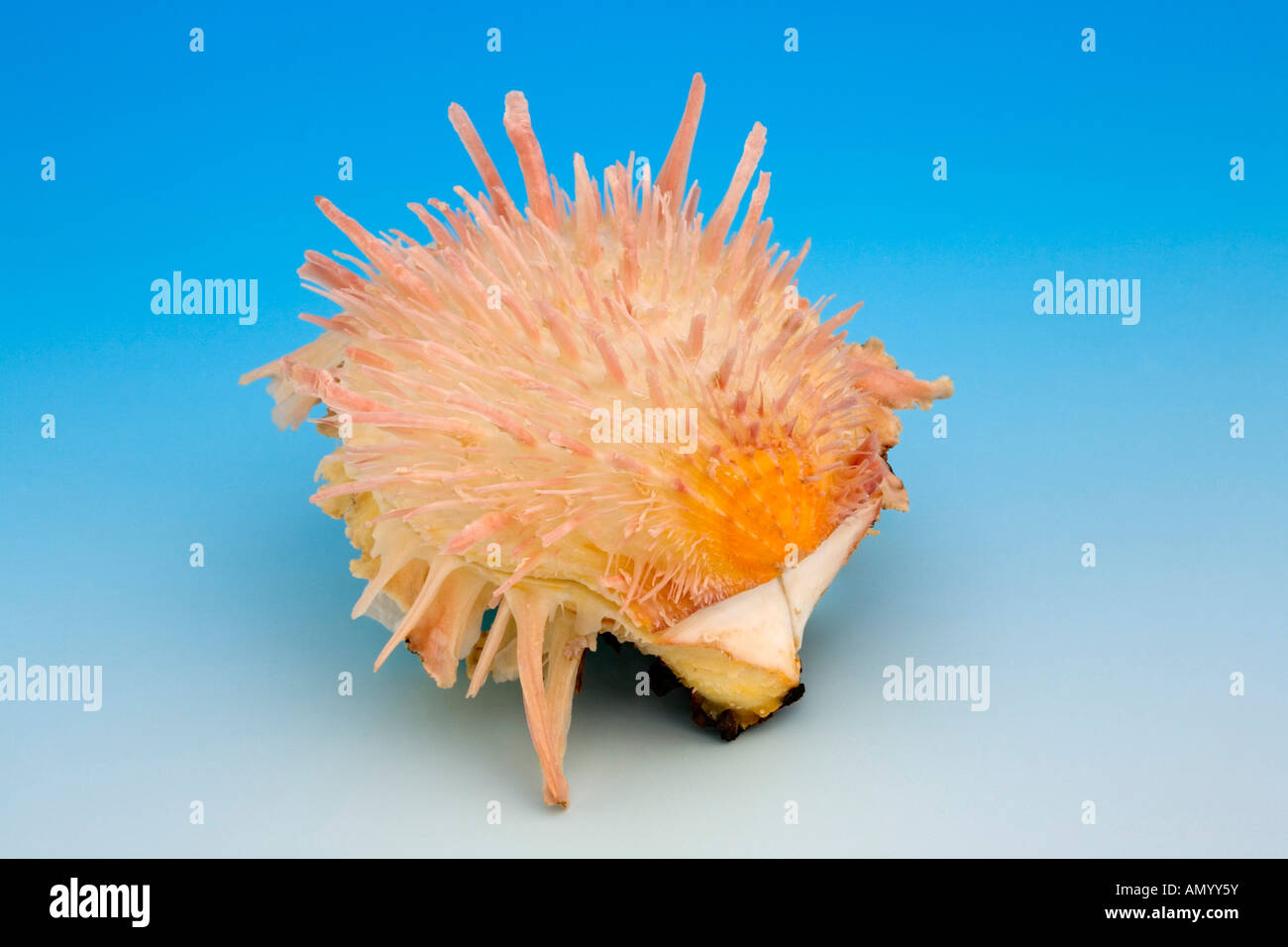 Spondylus hi-res stock photography and images - Alamy