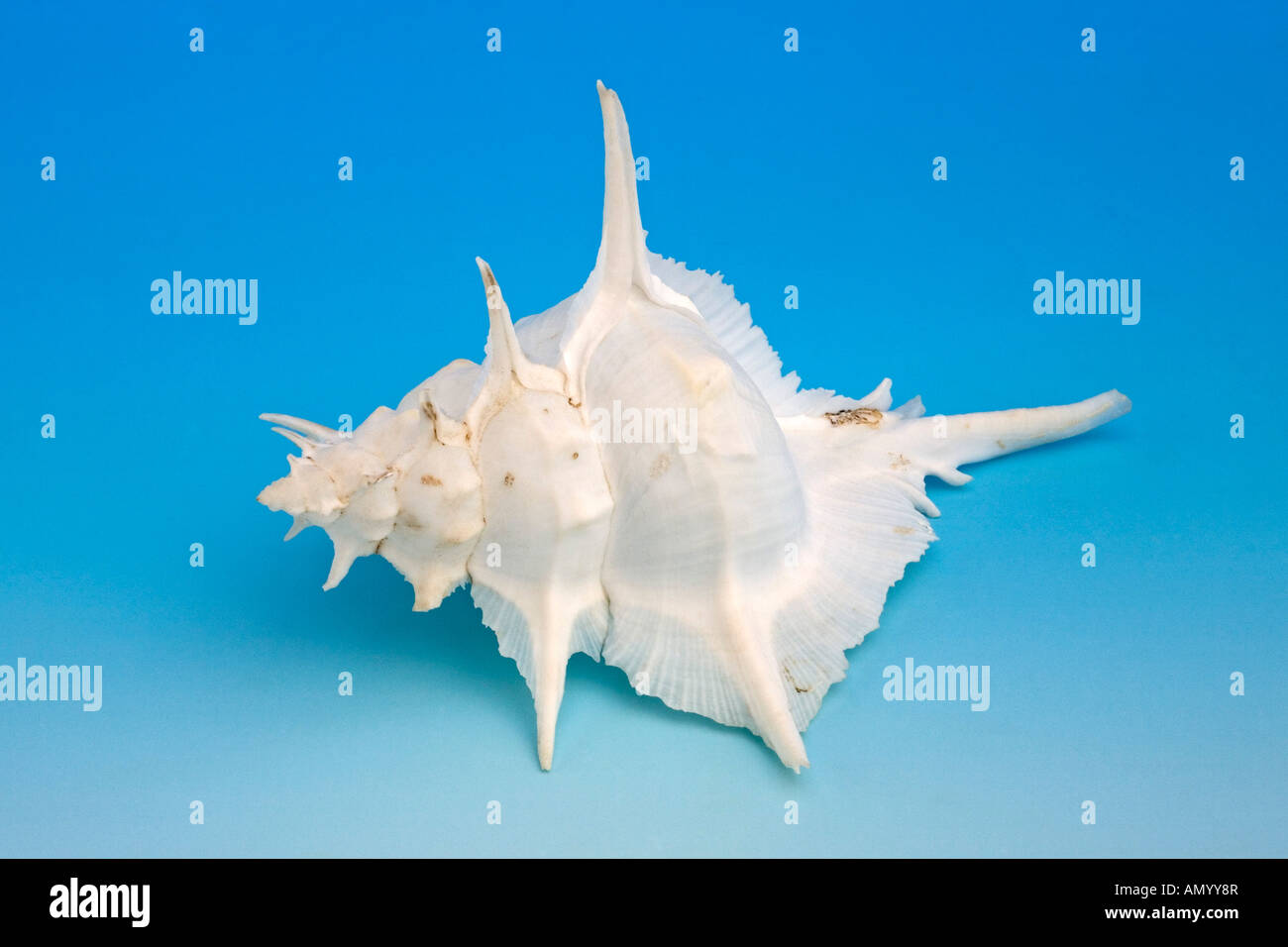 Alabaster Murex Siratus alabaster Stock Photo - Alamy