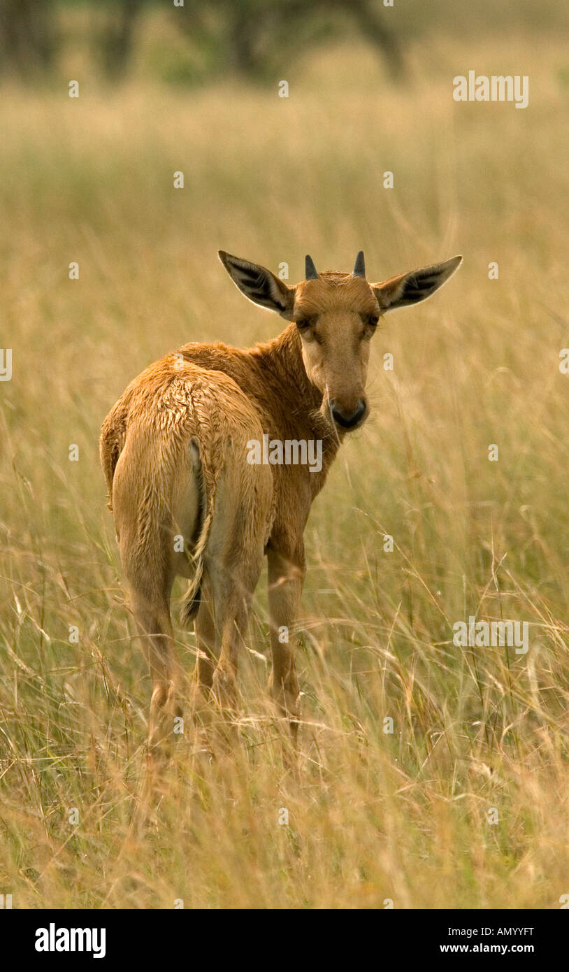 Topi calf, Damaliscus lunatus Stock Photo - Alamy