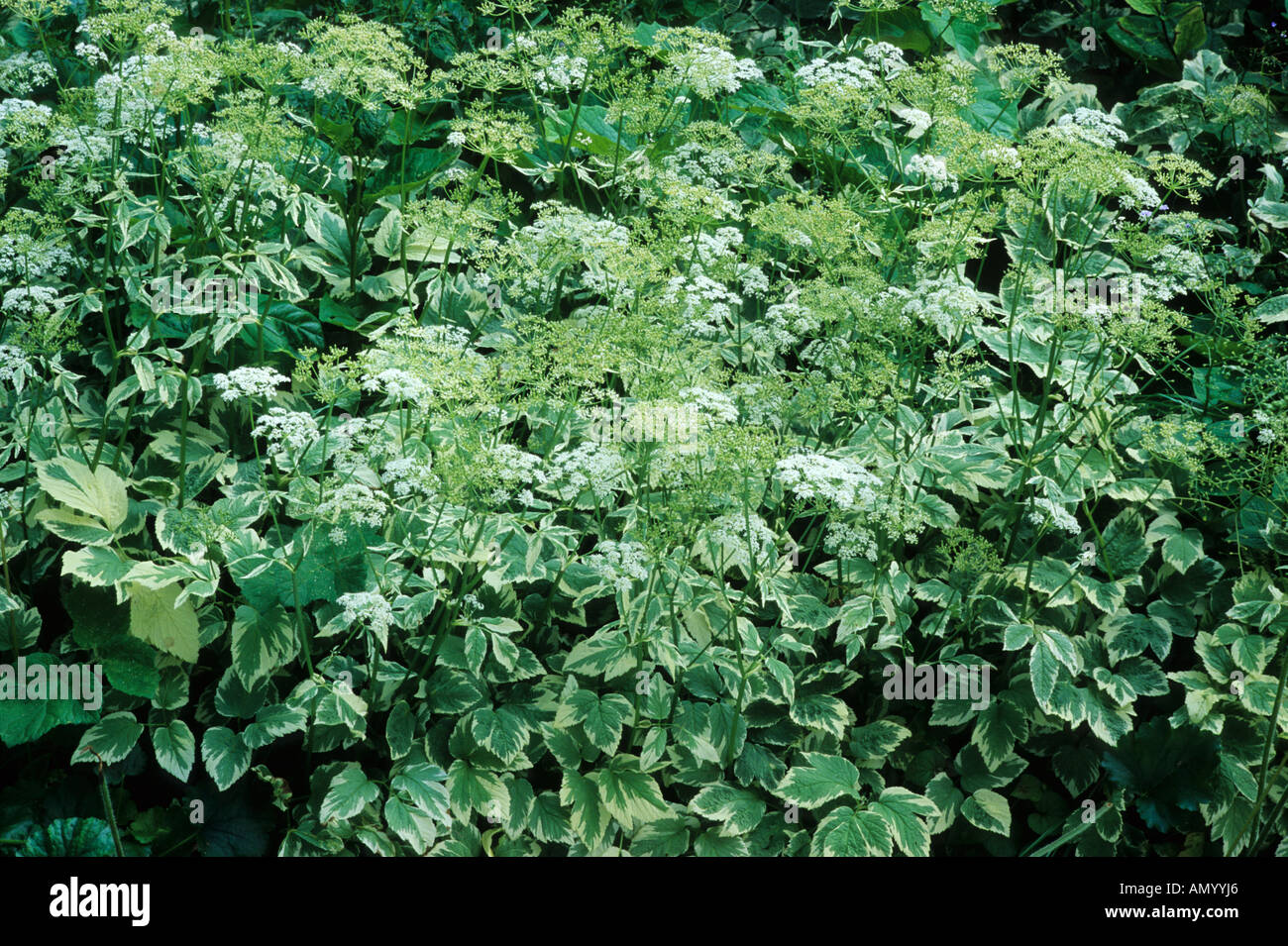 Variegated ground elder aegopodium podagraria hi-res stock photography ...