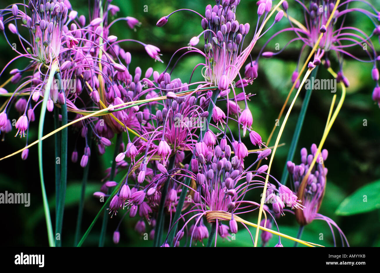 Allium carinatum syn Allium pulchellum Stock Photo - Alamy