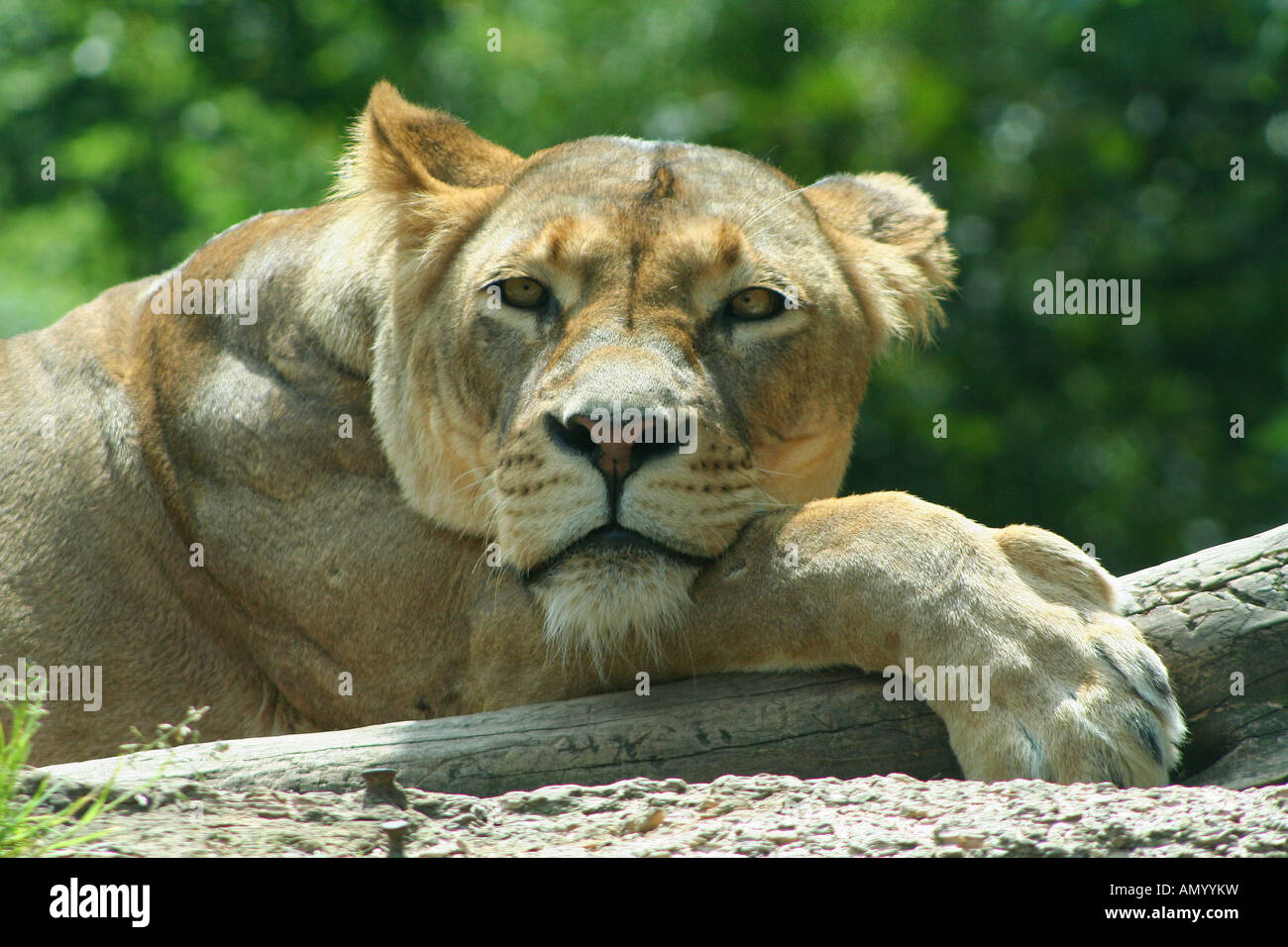 lion (female) - lying - portrait / Panthera leo Stock Photo - Alamy