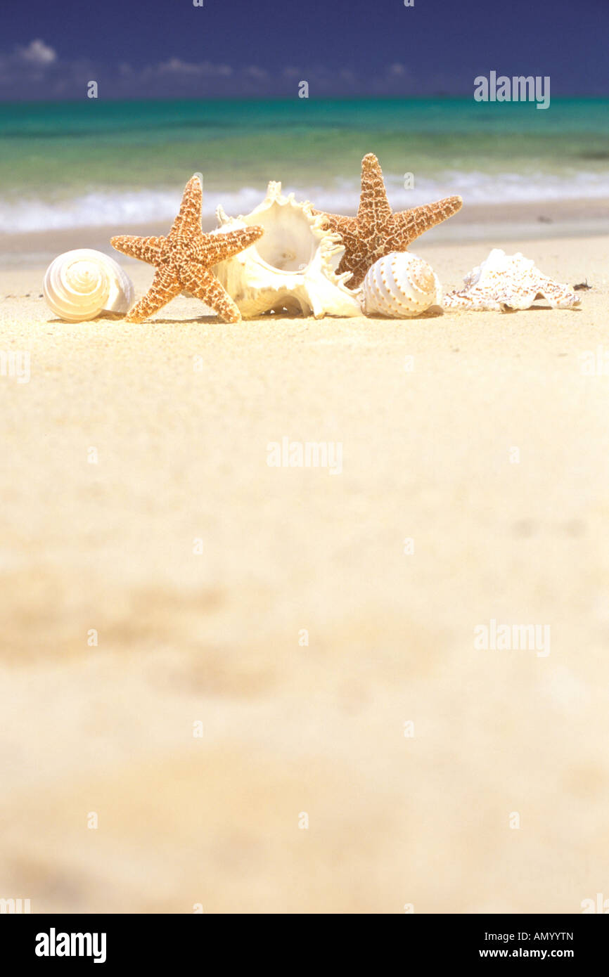 USA, Hawaiian Islands. Sea shells and starfish Stock Photo - Alamy