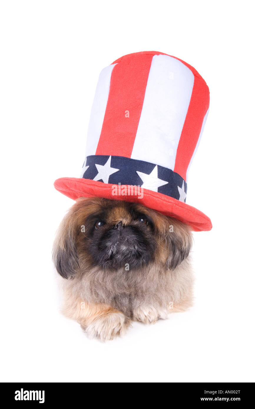 American Pekingese dog dressed as uncle Sam isolated on white Stock ...