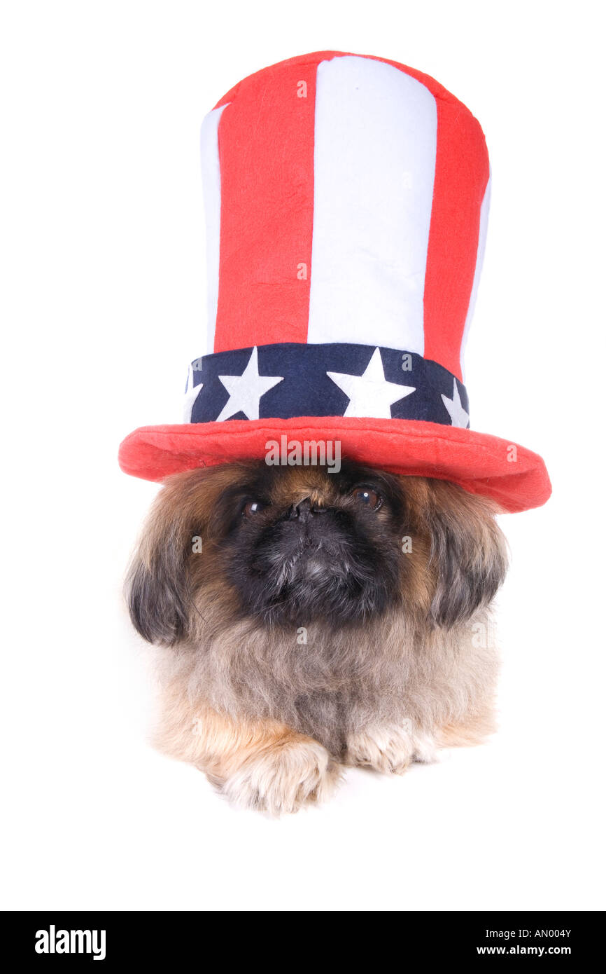 Dressed as uncle sam hi-res stock photography and images - Alamy