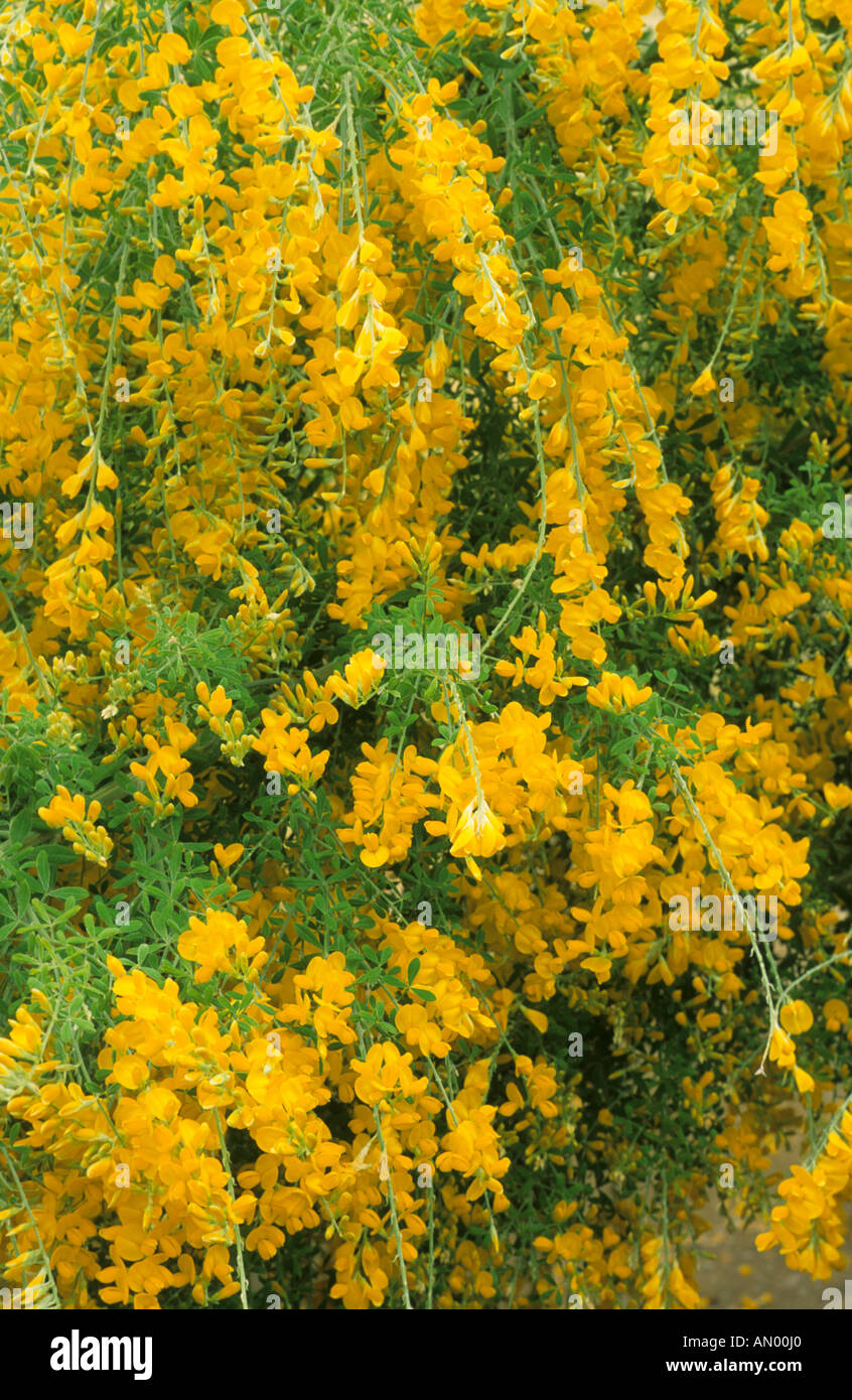 Genista fragrans hi-res stock photography and images - Alamy