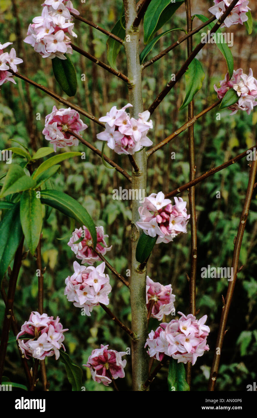 Daphne bholua 'Jacqueline Postill', fragrant pink flowers, garden plant ...