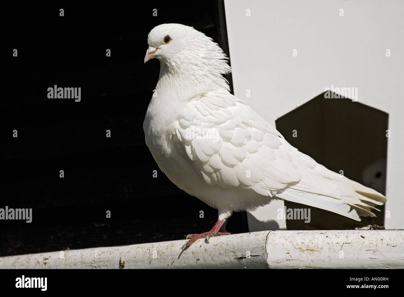 Dove standing hi-res stock photography and images - Alamy