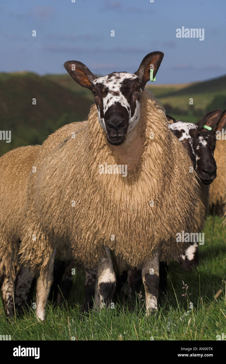 Welsh mules gimmers out of Beulah ewes sired by a Blue Faced leicester ...