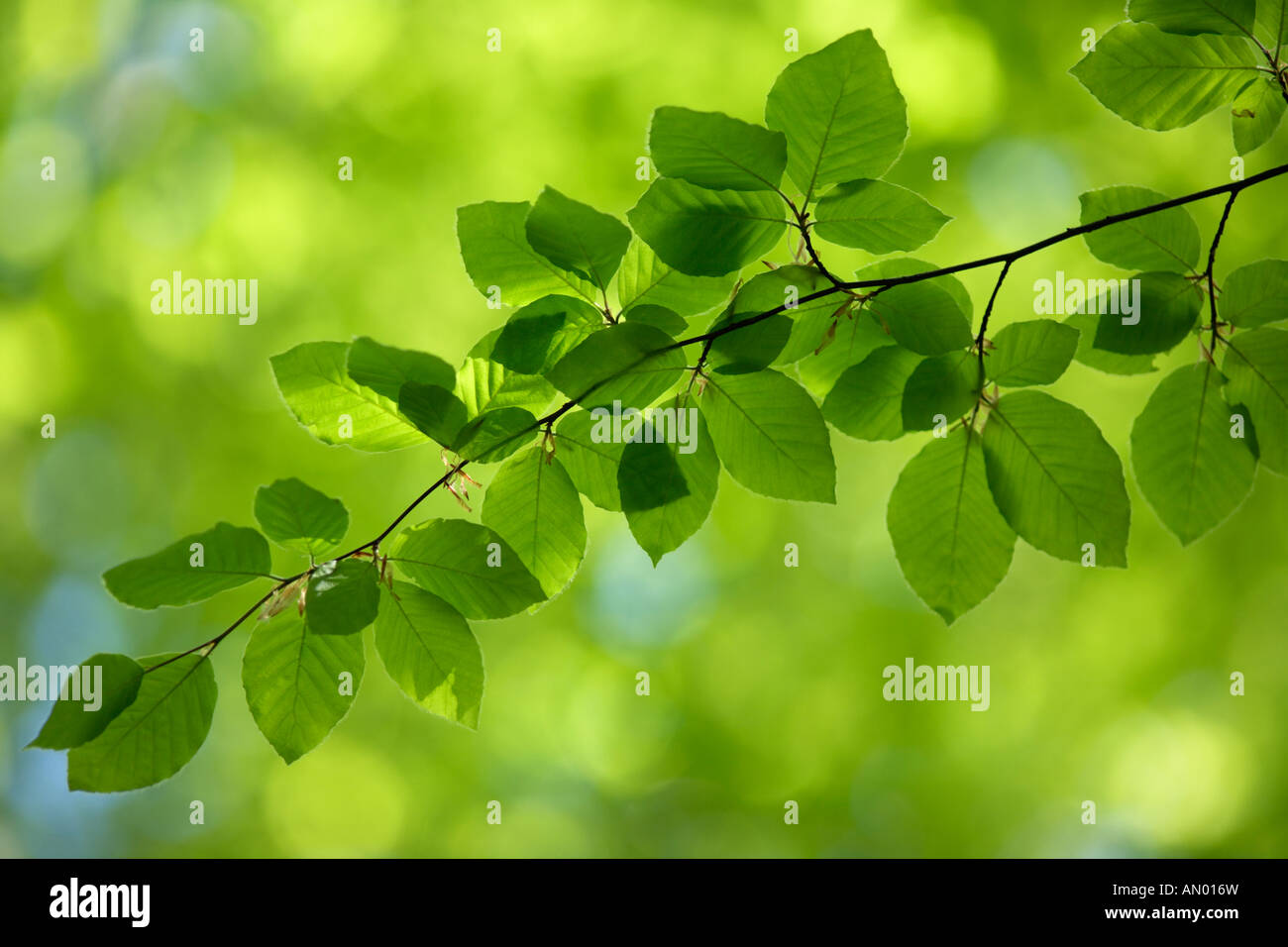 Beech leaves in spring Stock Photo - Alamy