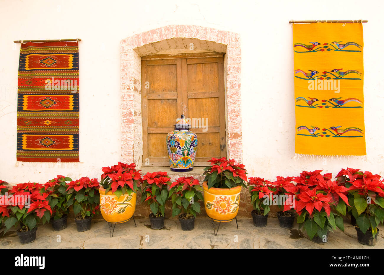 Baja mexico flowers hi-res stock photography and images - Alamy