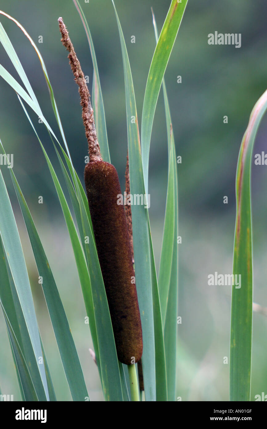 Common cattail typha latifolia hi-res stock photography and images - Alamy