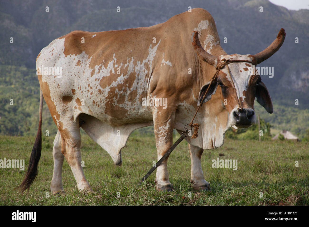 Tethered beast hi-res stock photography and images - Alamy