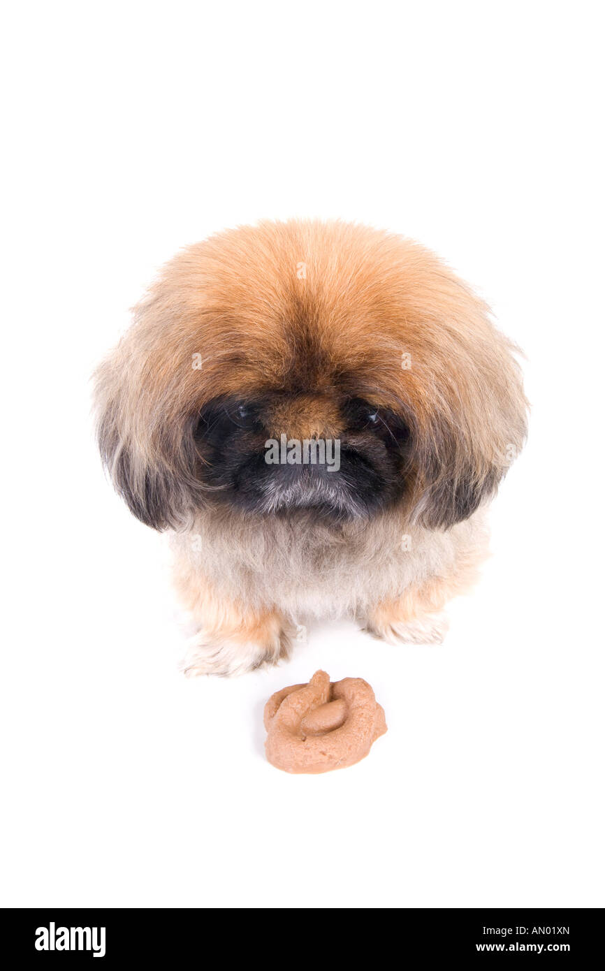 Brown Pekingese dog with poo looking sad over making a mistake isolated ...
