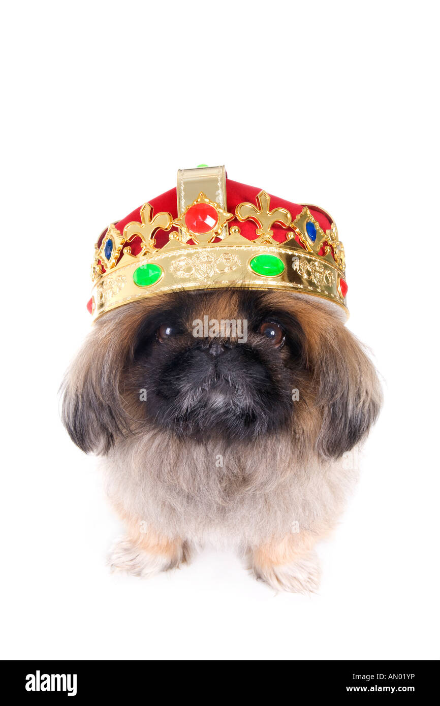 King Brown Pekingese dog wearing gold and red crown isolated on white ...