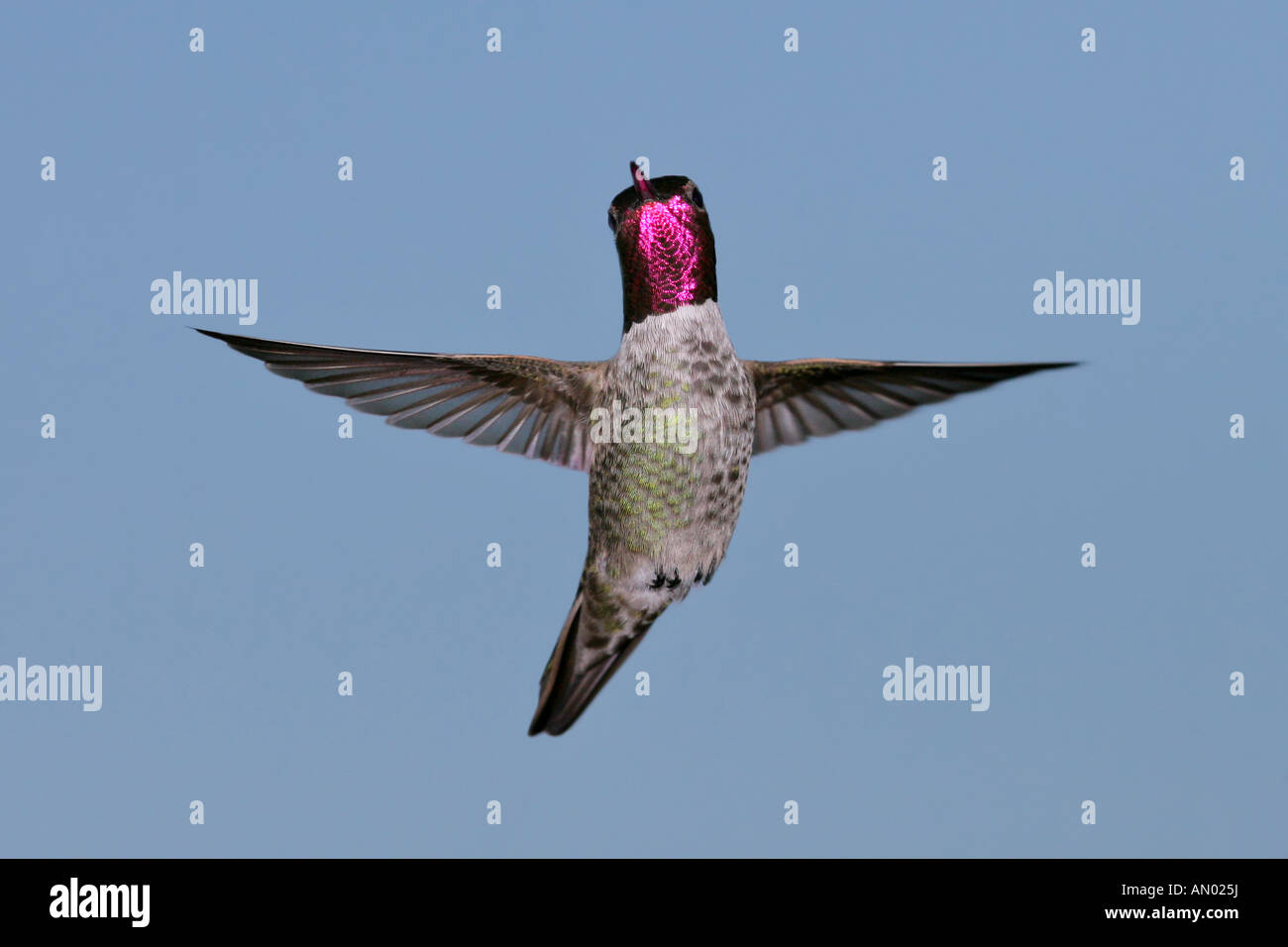 Anna's Hummingbird in flight with wings spread and beautiful gorget ...