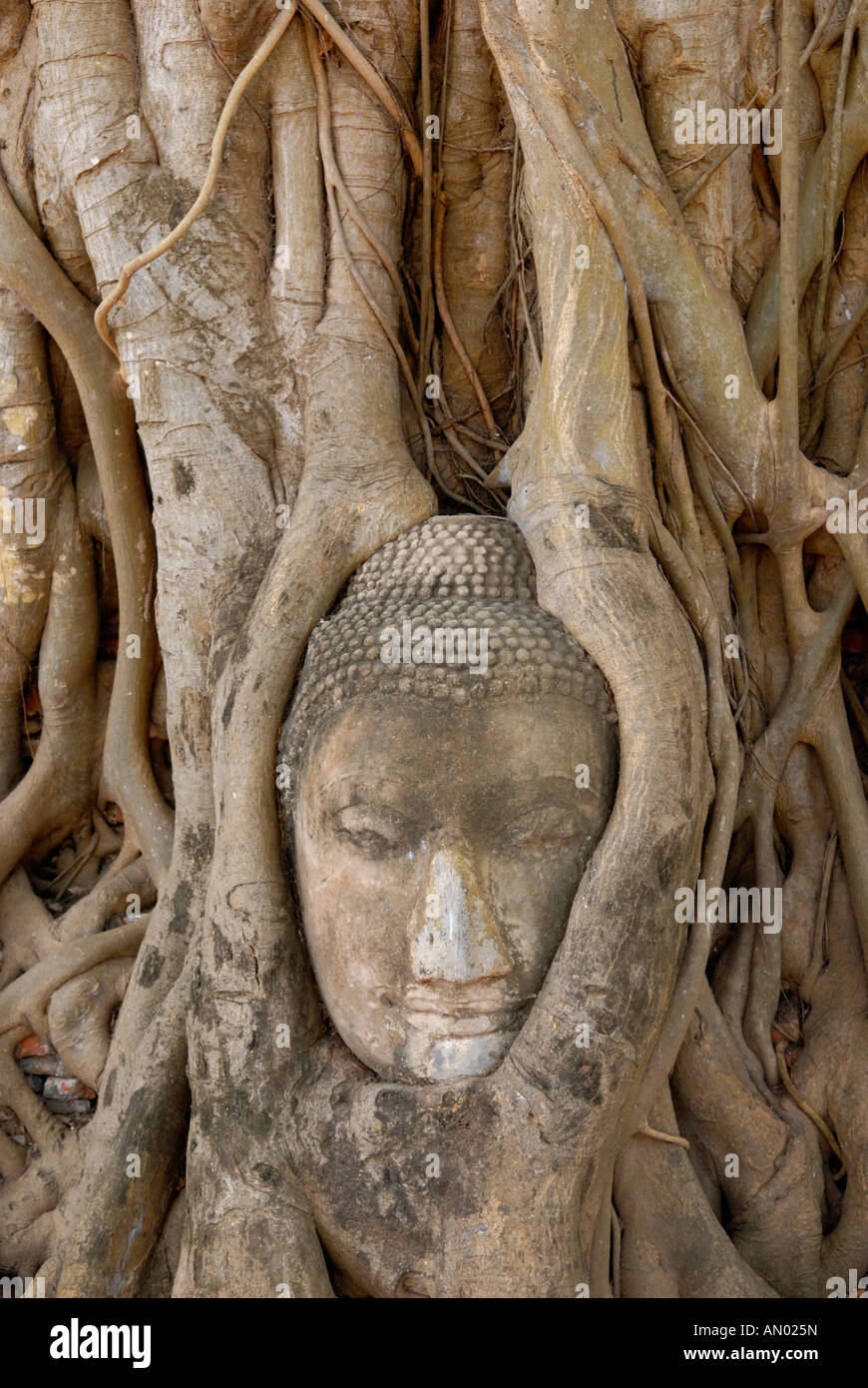 Buddha Head in Tree Roots, Wat Mahathat Ayuthaya Thailand Stock Photo ...