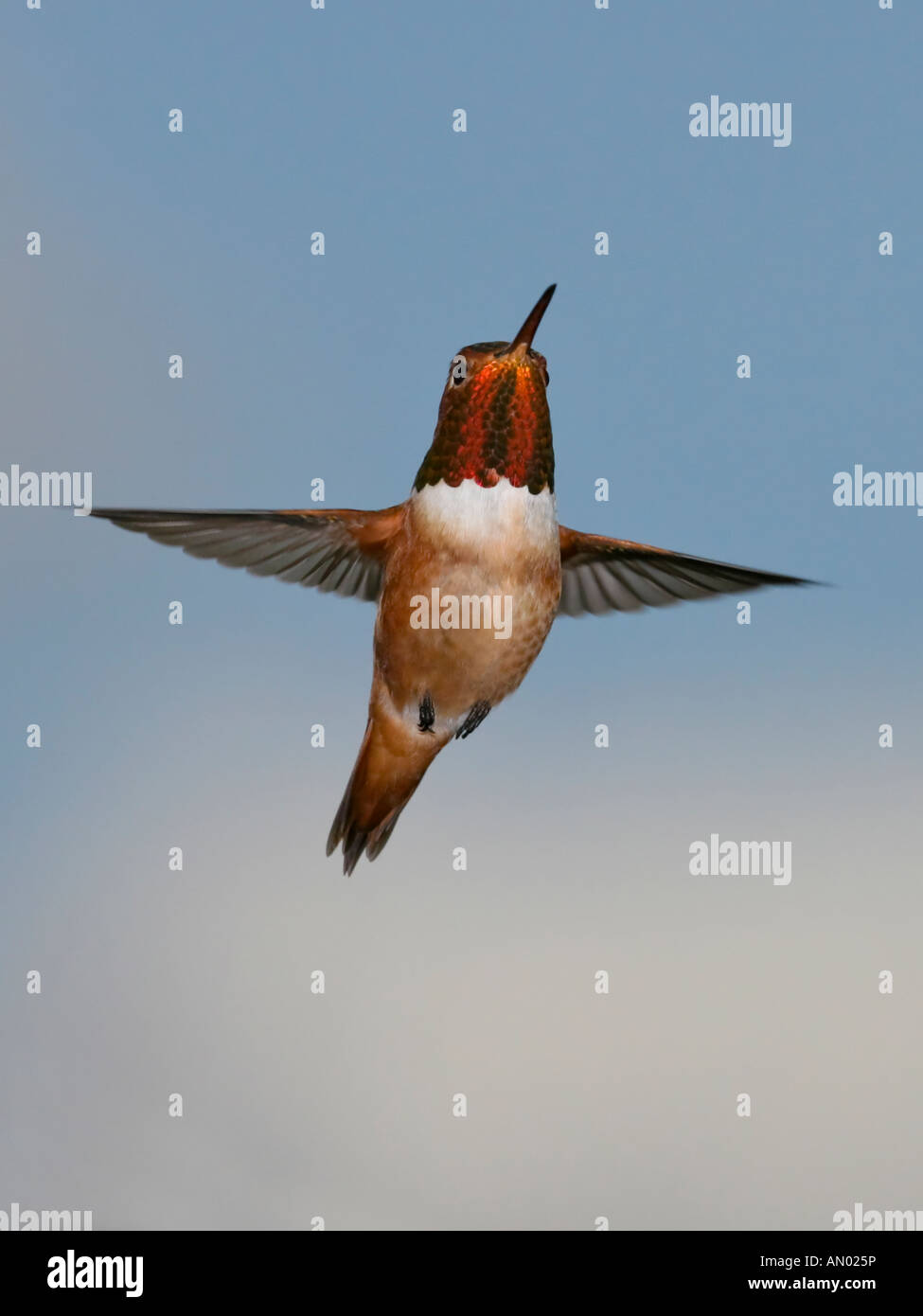 Allen's hummingbird with wings spread and beautiful gorget Stock Photo ...