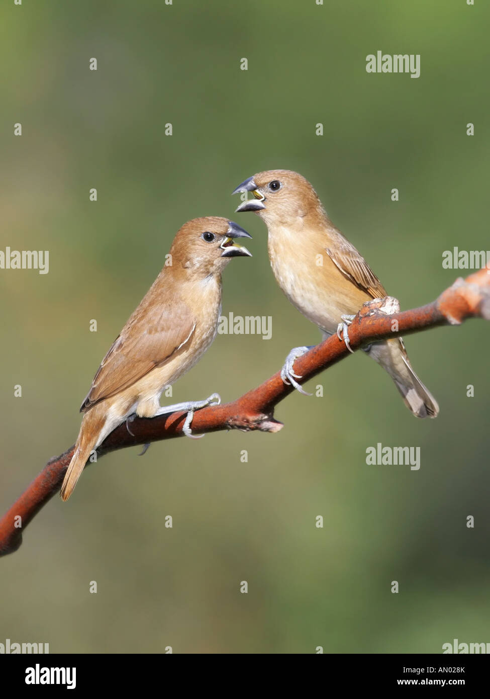 Two young finches hi-res stock photography and images - Alamy