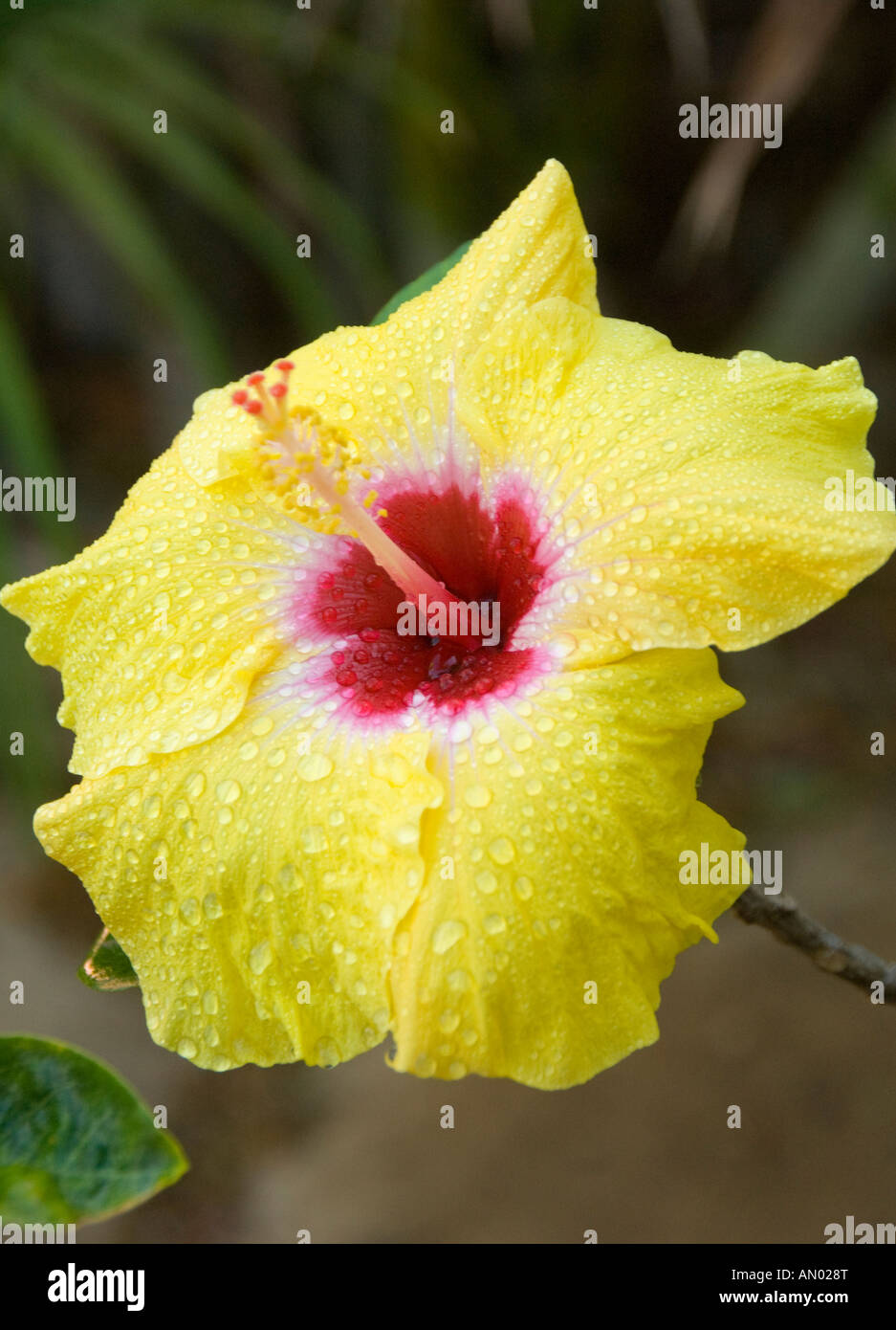 Mexico Baja California Cabo San Lucas Yellow Hibiscus flower with rain ...