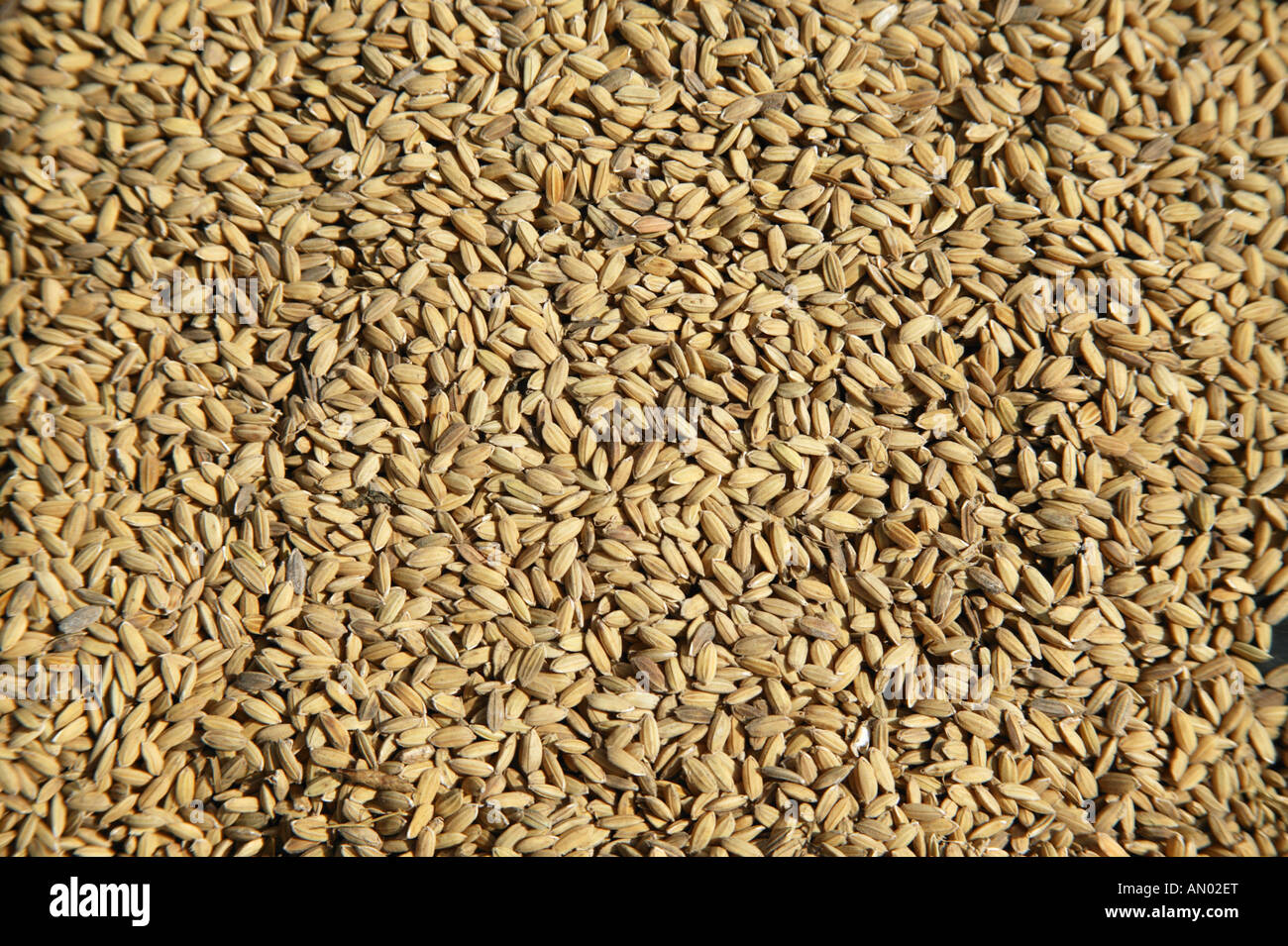 Cuba rice drying hi-res stock photography and images - Alamy