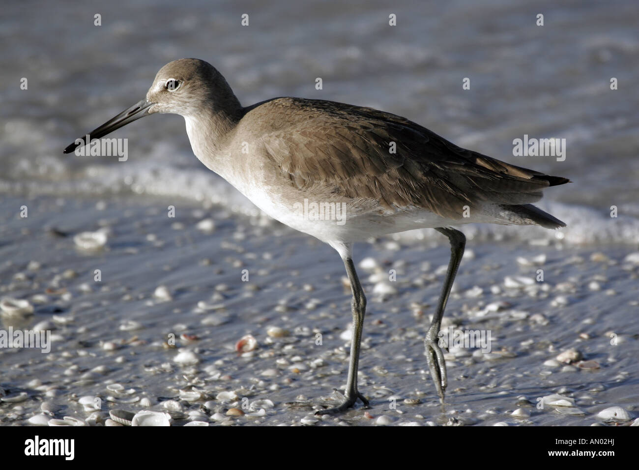 Wading shore bird hi-res stock photography and images - Alamy