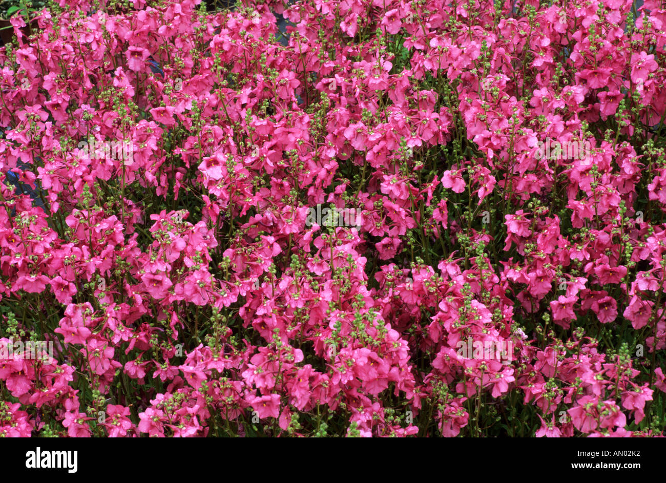 Diascia ruby field hi-res stock photography and images - Alamy