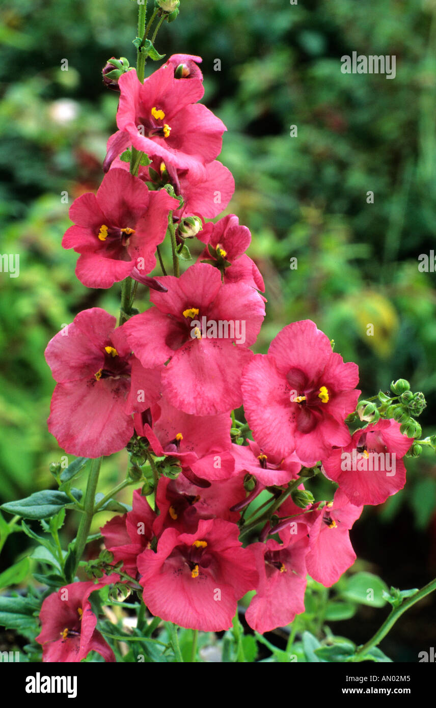 Diascia Ruby Field Stock Photo - Alamy