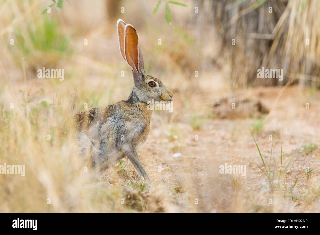 Lepus alleni hi-res stock photography and images - Alamy